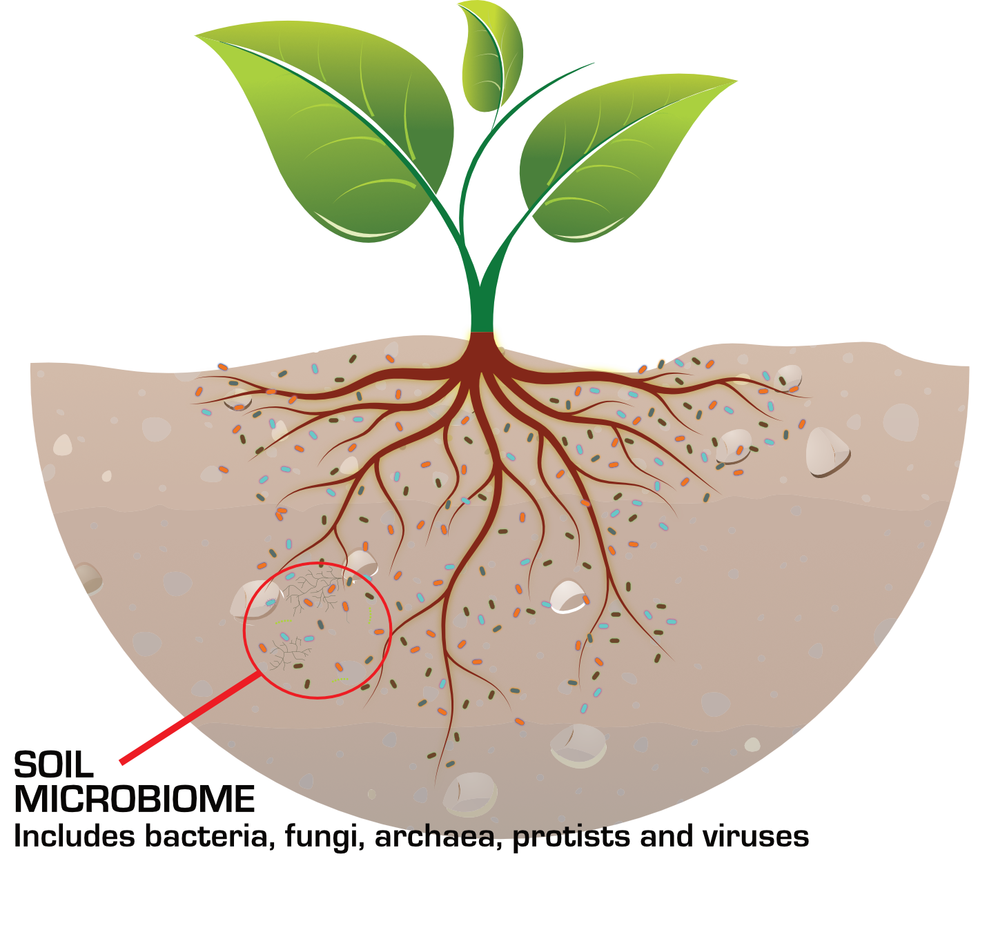How does Capture work? – probioticsoil.com